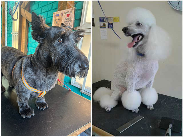 Dogmatrix Dog Parlour - Garden Route Directory